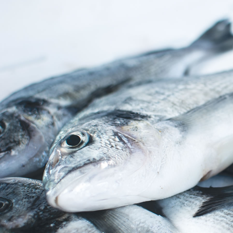 Come scegliere i prodotti ittici migliori - Caterline S.p.A.